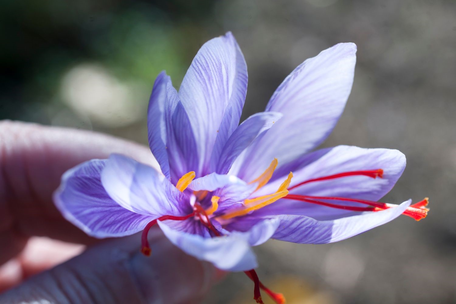 when is saffron harvested - Saffron Uses