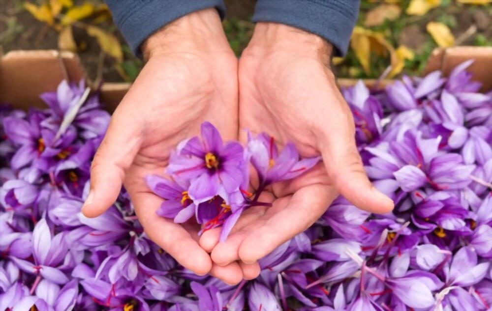 Saffron, plant chemicals and medicinal properties[2023] - Saffron Uses